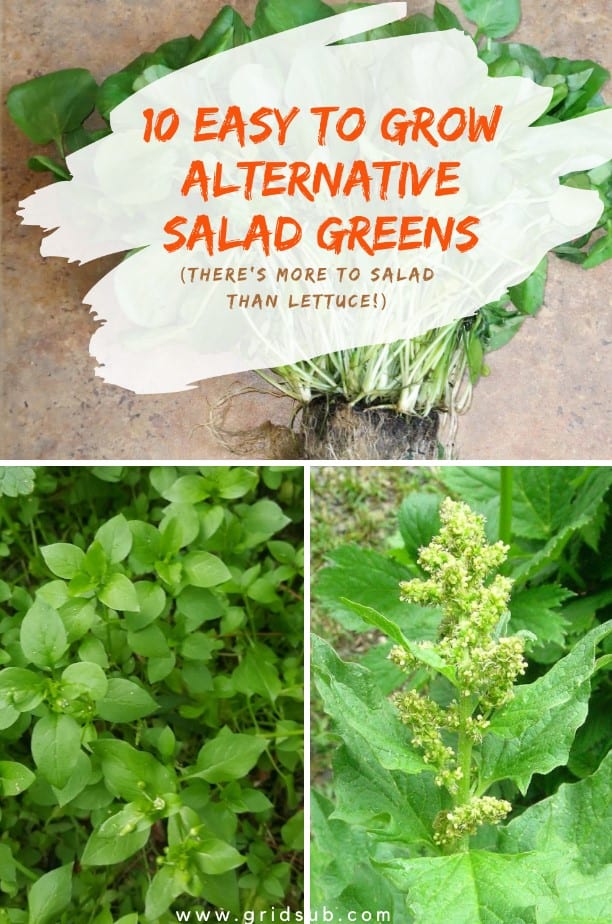10 Easy to Grow Alternative Salad Greens – Grid Sub