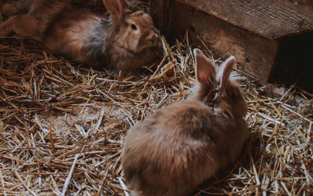 Best Farm Animals for Beginners – Grid Sub