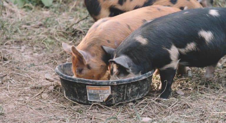 Best Farm Animals for Beginners – Grid Sub