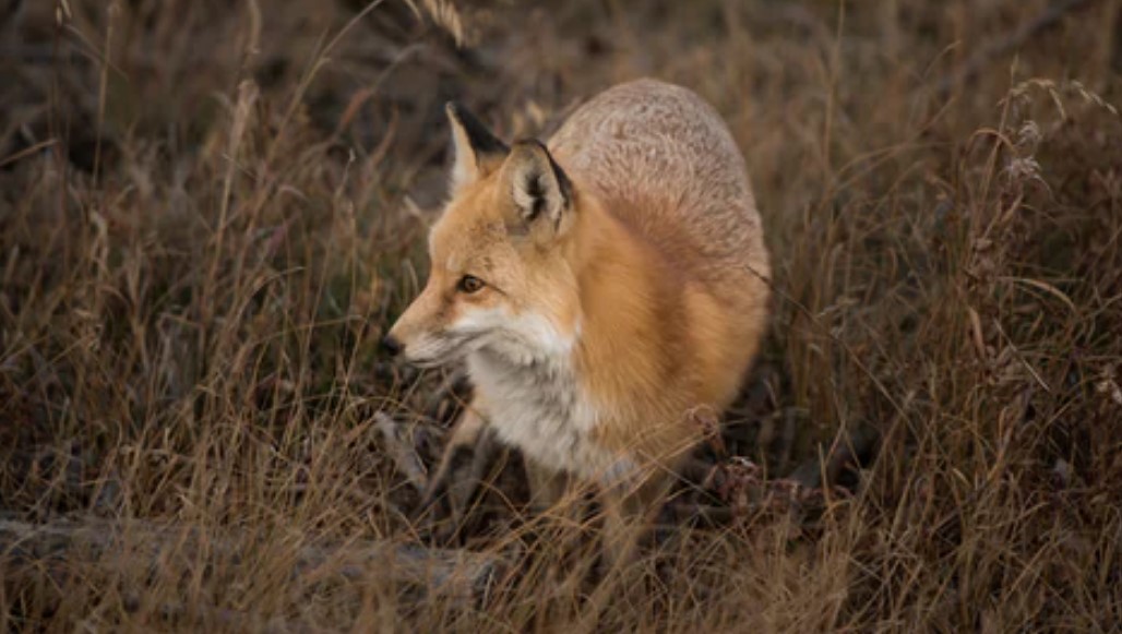 How to Protect Your Chicken from Foxes – Grid Sub