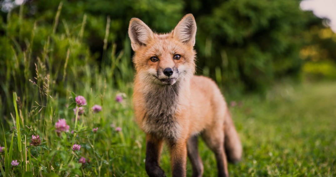 How to Protect Your Chicken from Foxes – Grid Sub